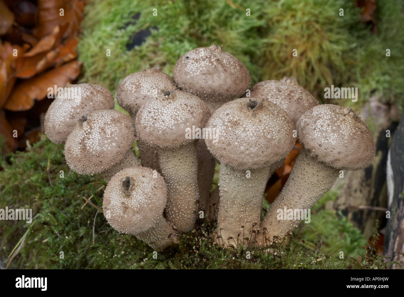 Common Puffball - Lycoperdon perlatum Stock Photo - Alamy