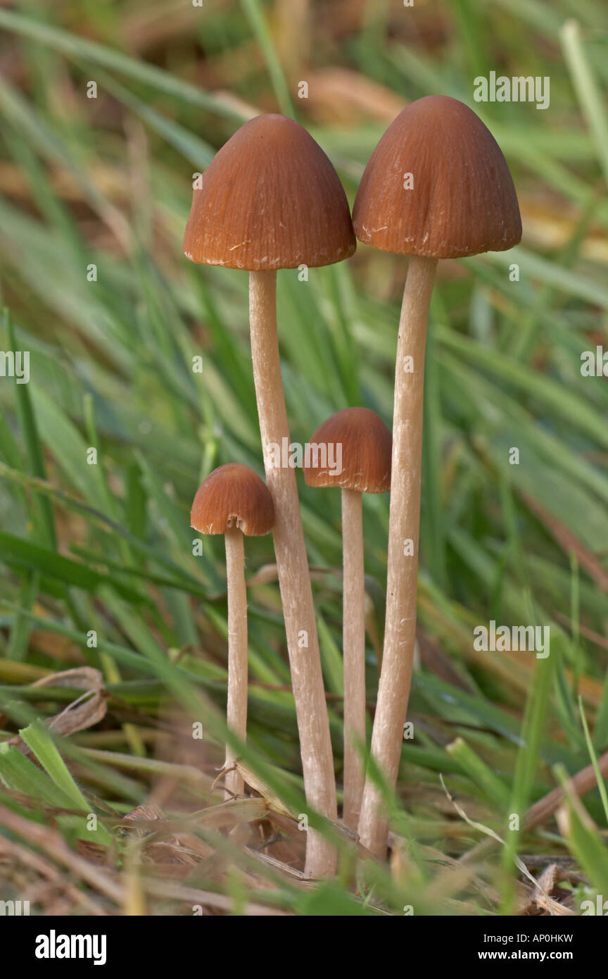 Rootlet Brittlestem - Psathyrella microrhiza Stock Photo - Alamy