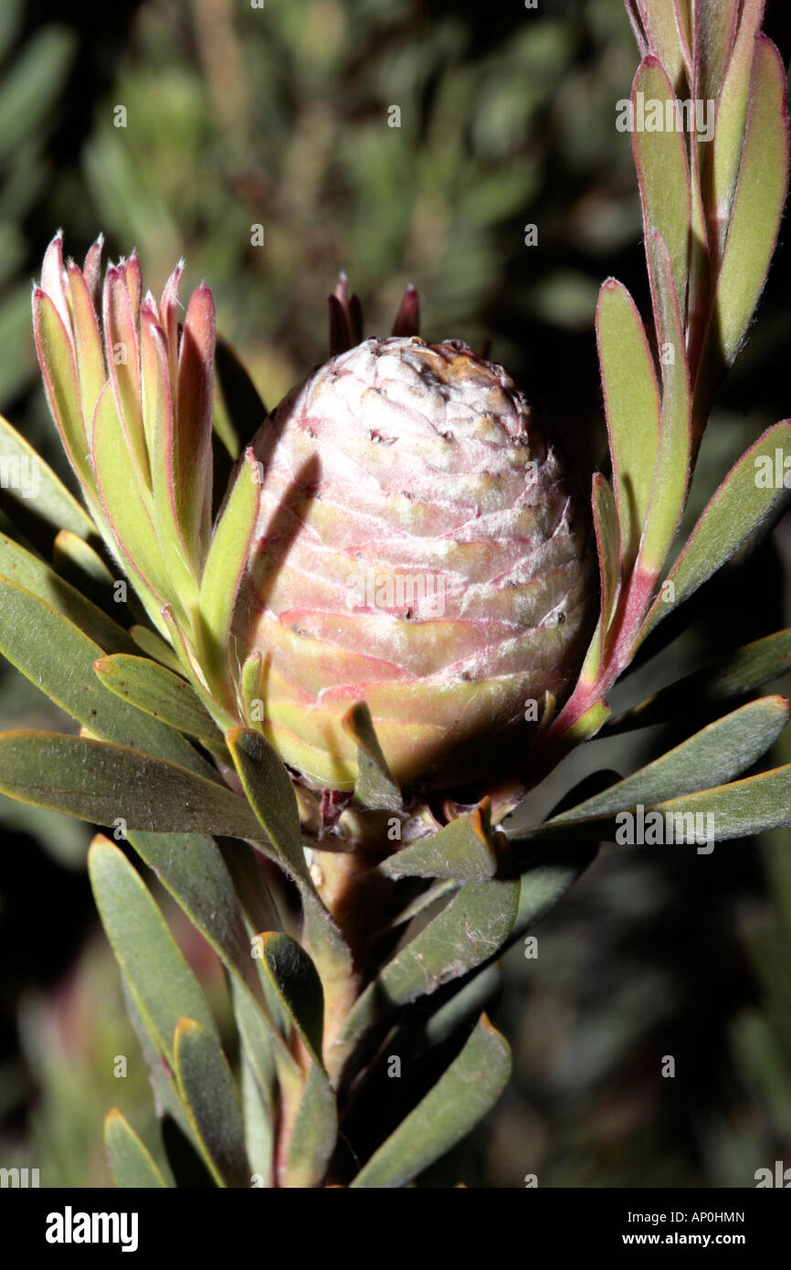 Plant family proteaceae hi-res stock photography and images - Alamy