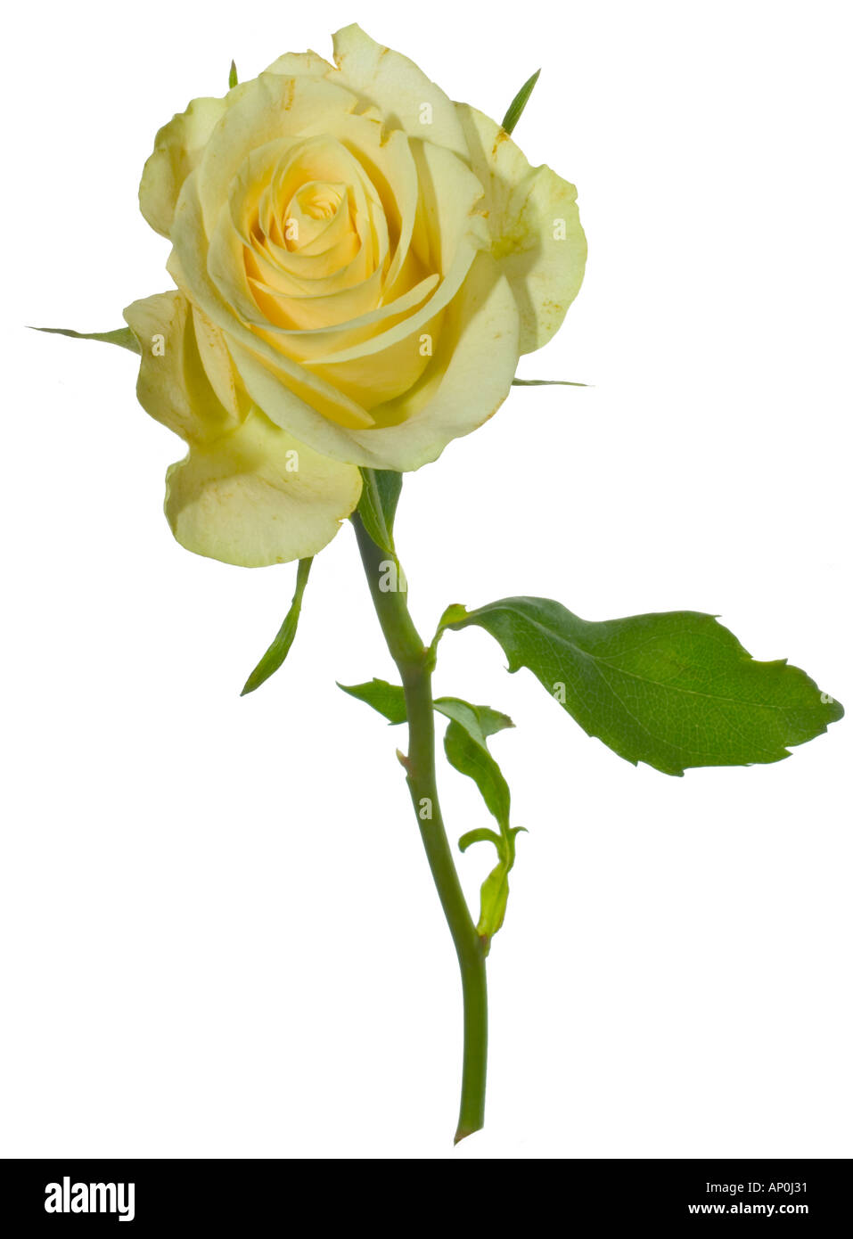 Yellow Rose Cutout. Flowerhead leaf stem Stock Photo - Alamy