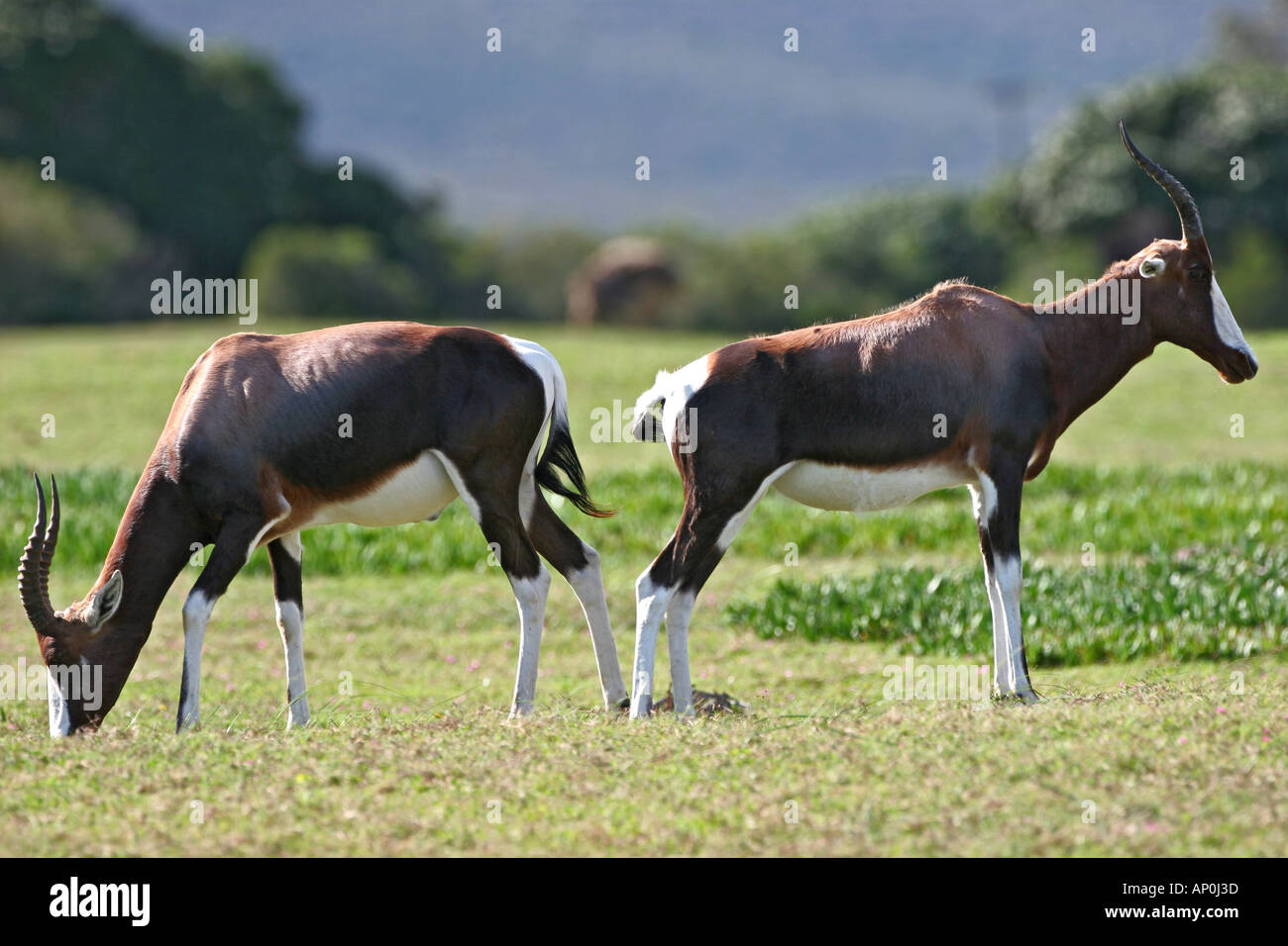 Bontebok hi-res stock photography and images - Alamy