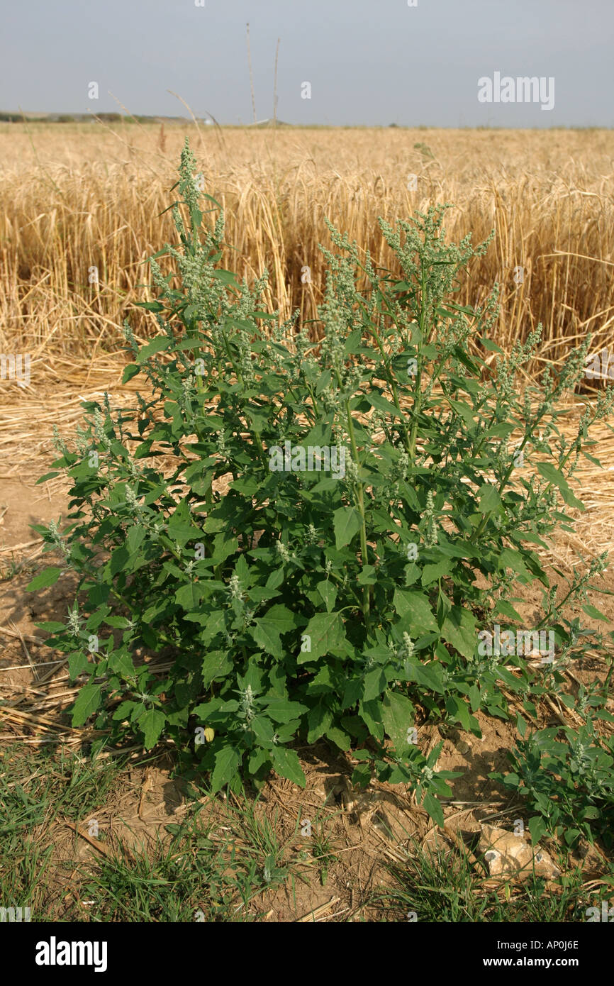 Fat hen weed hi-res stock photography and images - Alamy