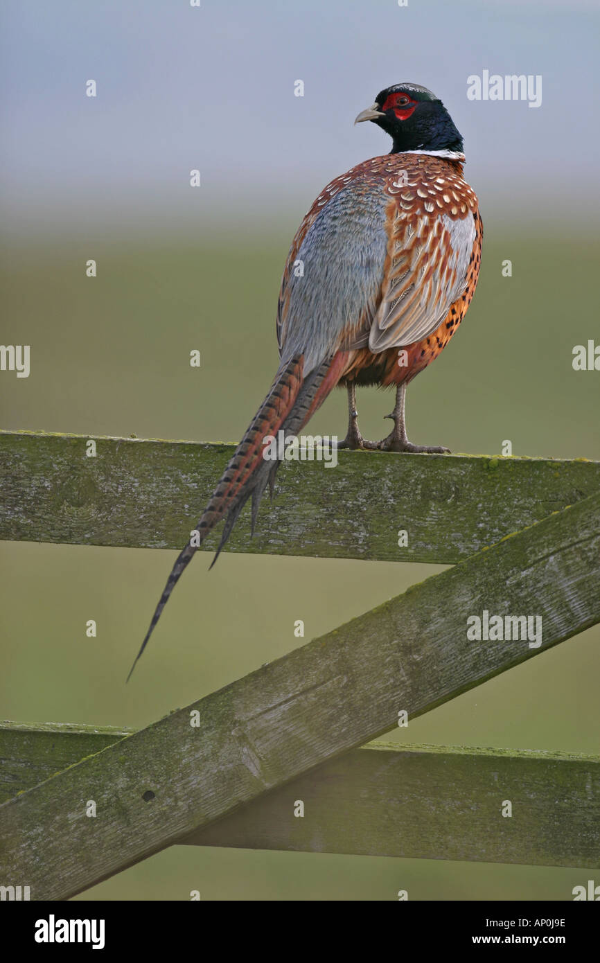 Male Pheasant on gate Stock Photo - Alamy