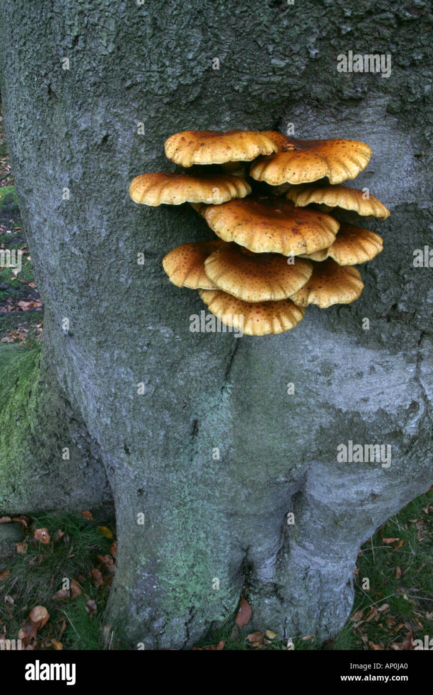 Beech tree fungi hi-res stock photography and images - Alamy
