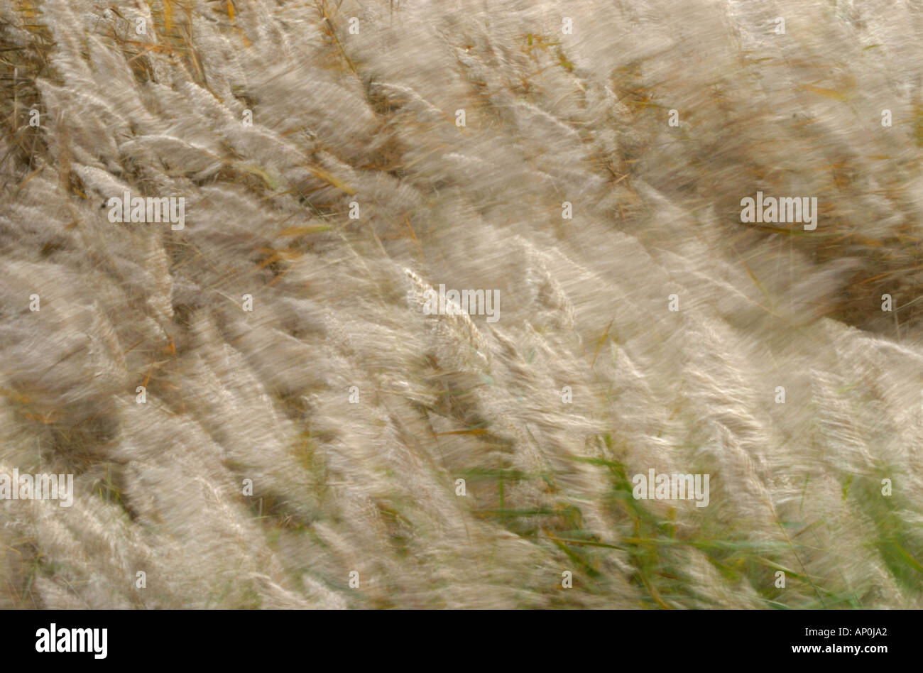 Thatch grass swaying wind hi-res stock photography and images - Alamy