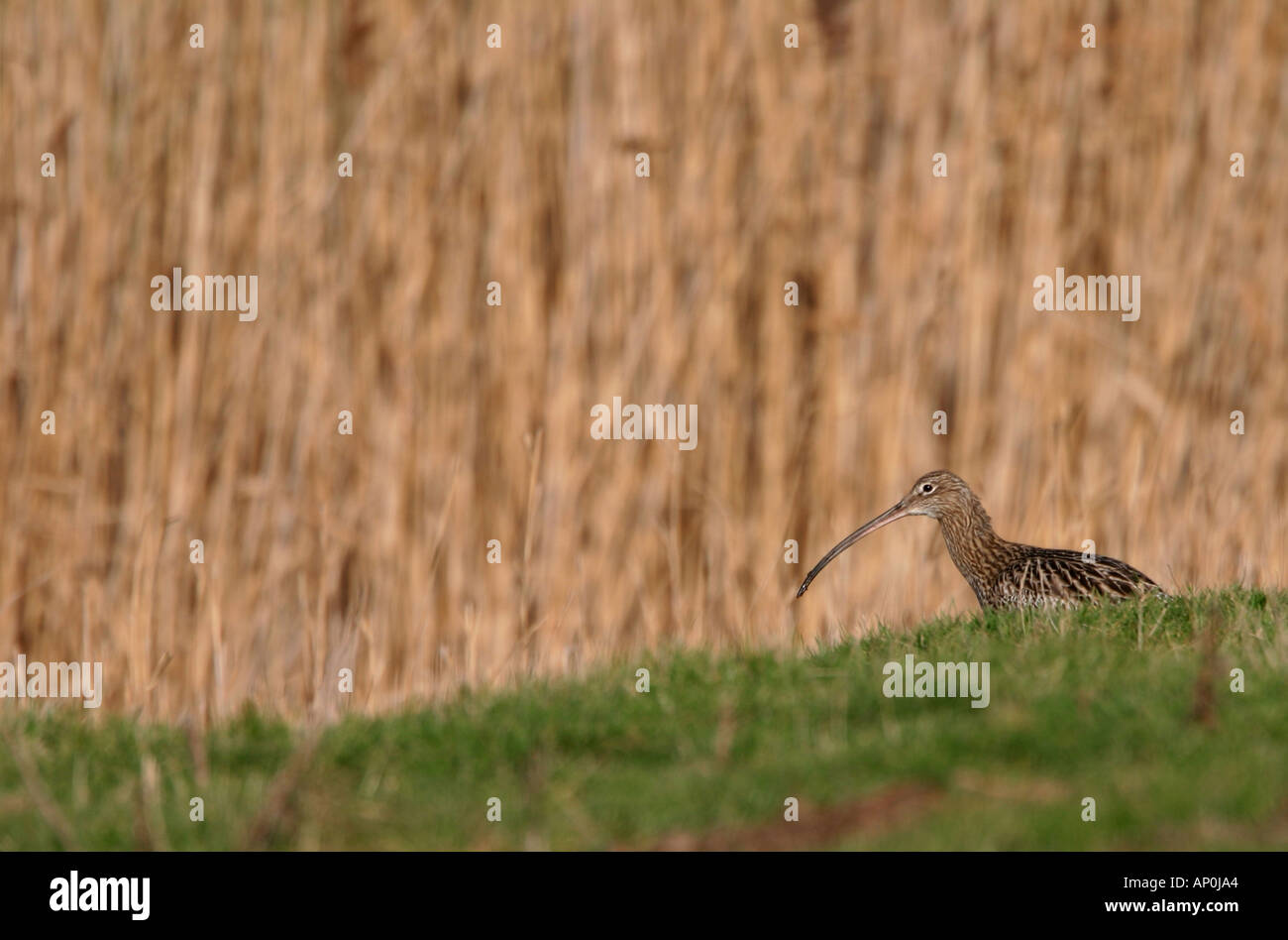 Large reeds hi-res stock photography and images - Alamy