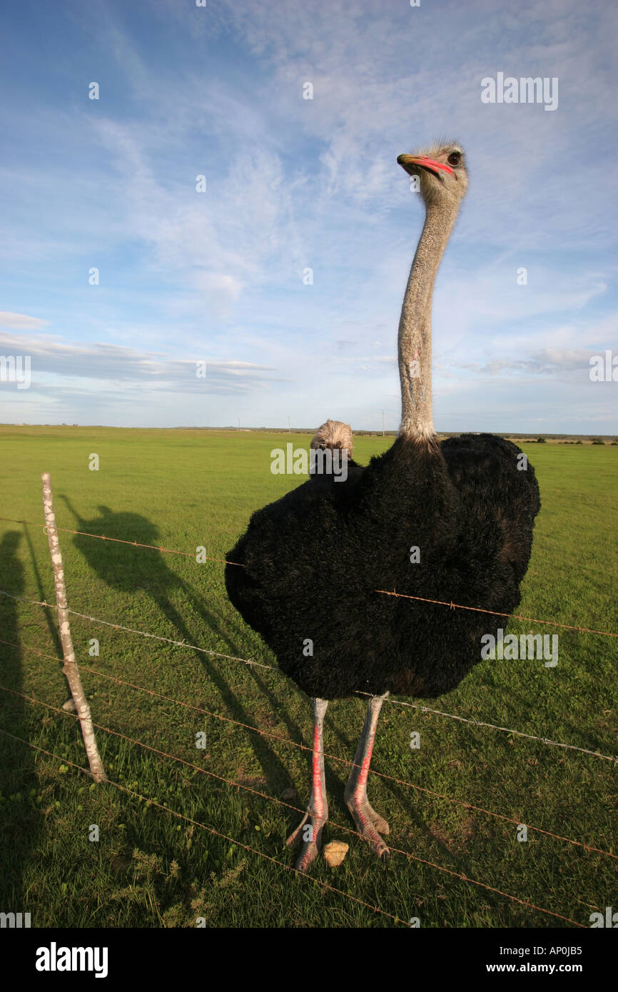 Male Ostrich and shadow Stock Photo - Alamy