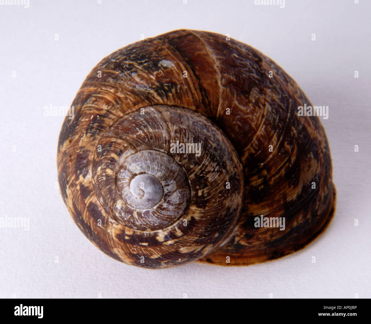 Cone snail hi-res stock photography and images - Alamy
