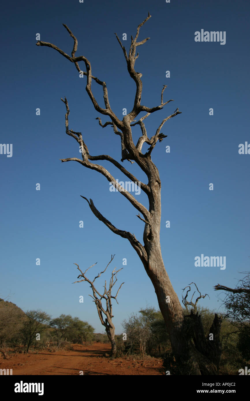 Leadwood tree boles Stock Photo - Alamy
