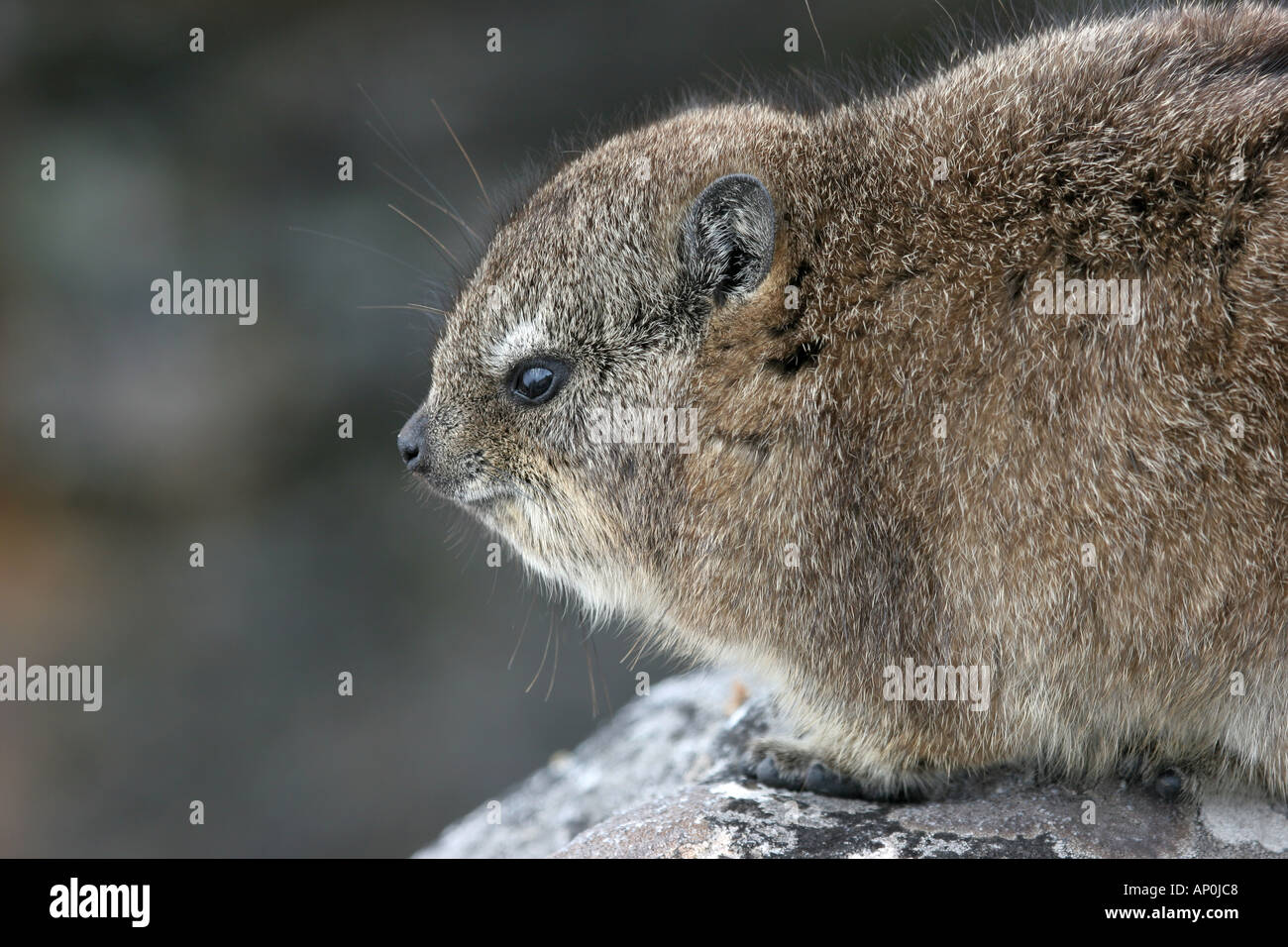 Rock dassie with baby hi-res stock photography and images - Alamy