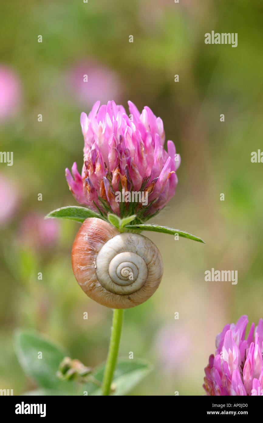 Snail uk flower hi-res stock photography and images - Alamy