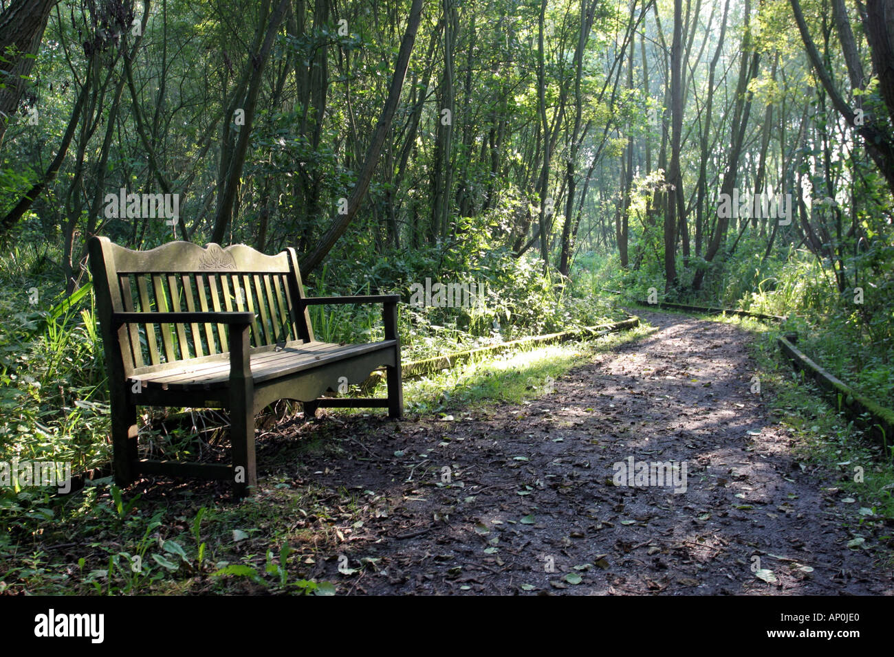 Seat on a woodland path Stock Photo - Alamy