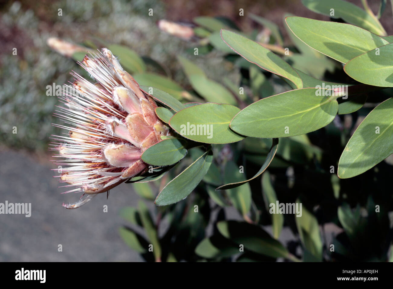 Shuttlecock Sugarbush/Protea-Protea aurea- Family Proteaceae, member of ...