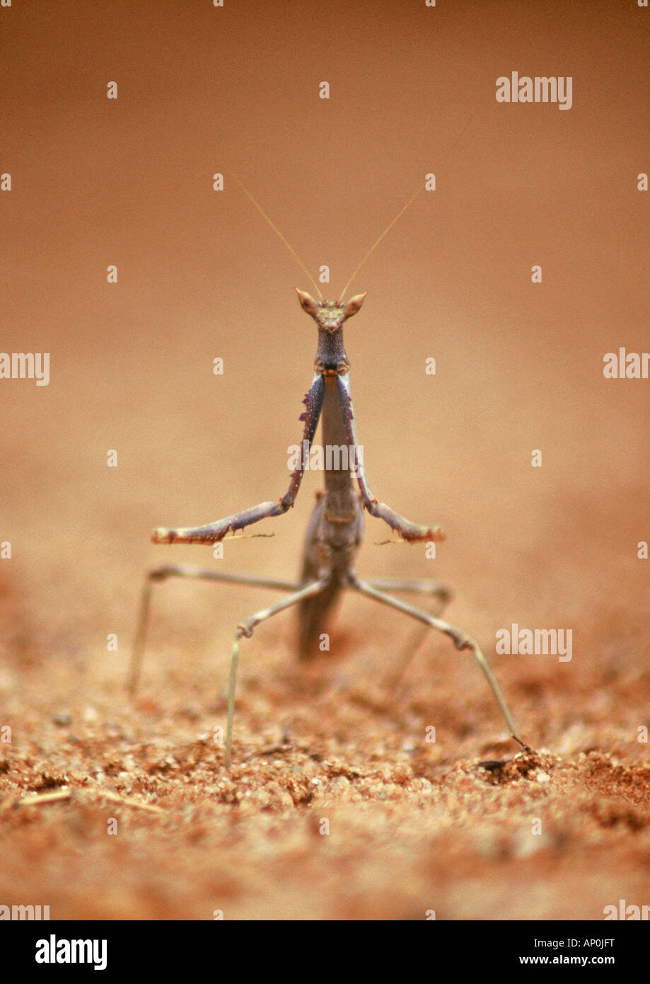Desert mantis hi-res stock photography and images - Alamy