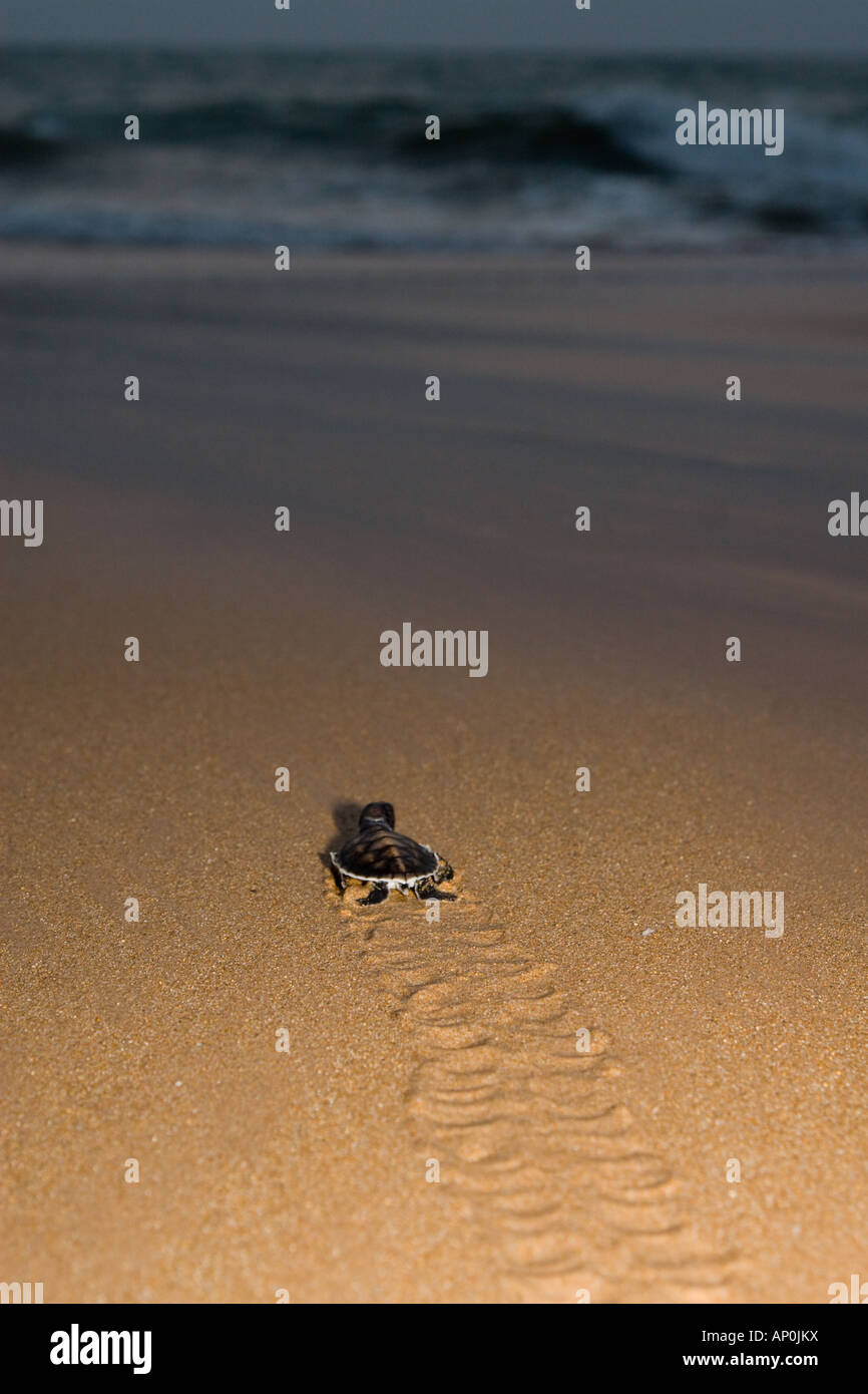 Baby green sea turtle ascension hi-res stock photography and images - Alamy