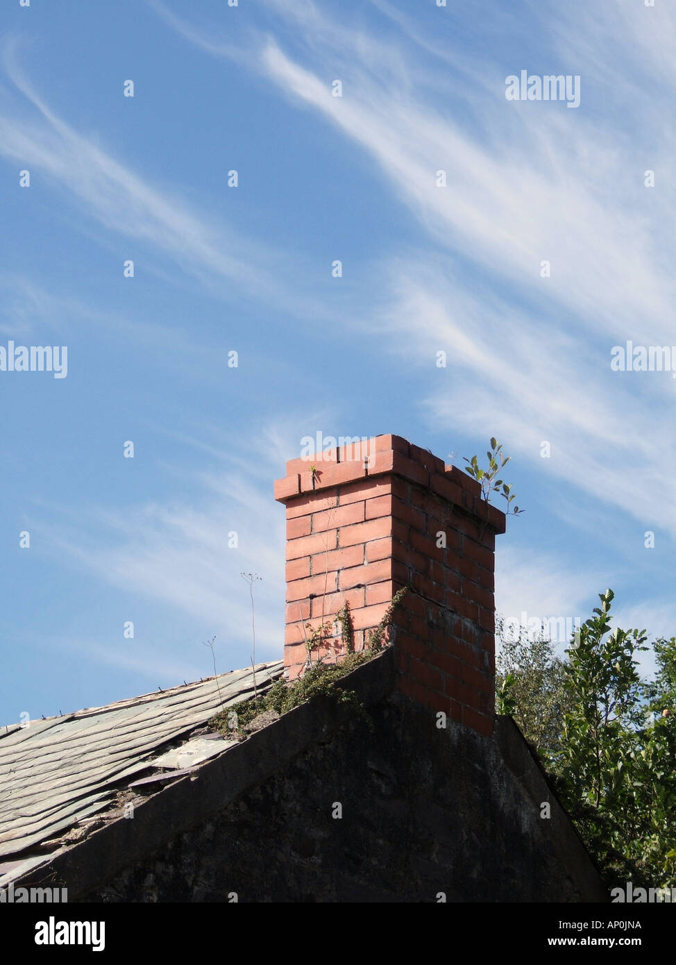 tree growing from chimney in derelict house Stock Photo - Alamy