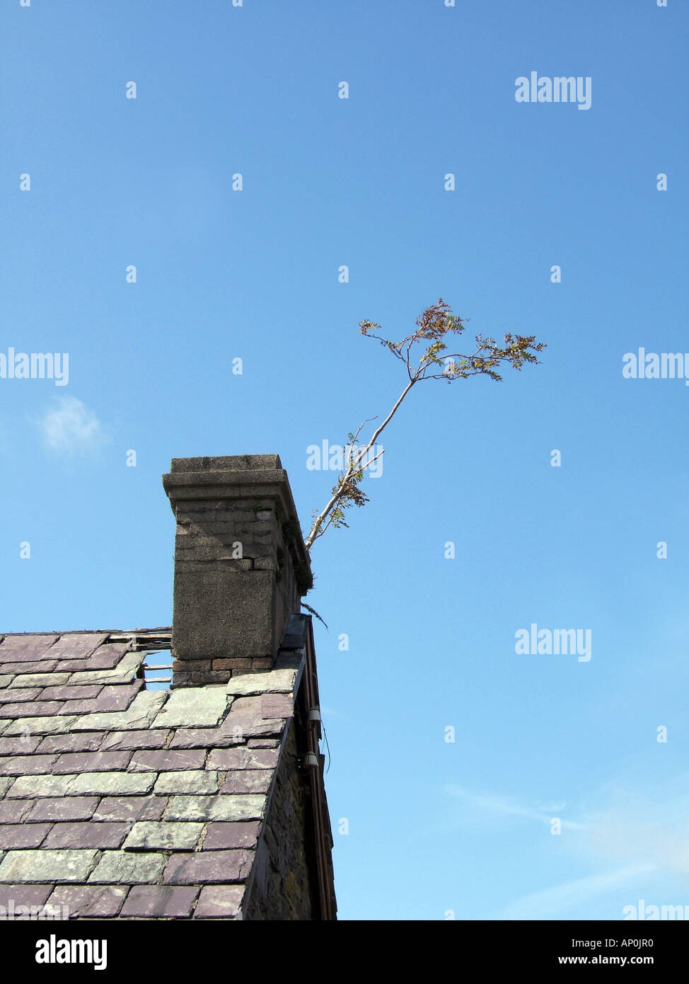 tree growing from chimney in derelict house Stock Photo - Alamy
