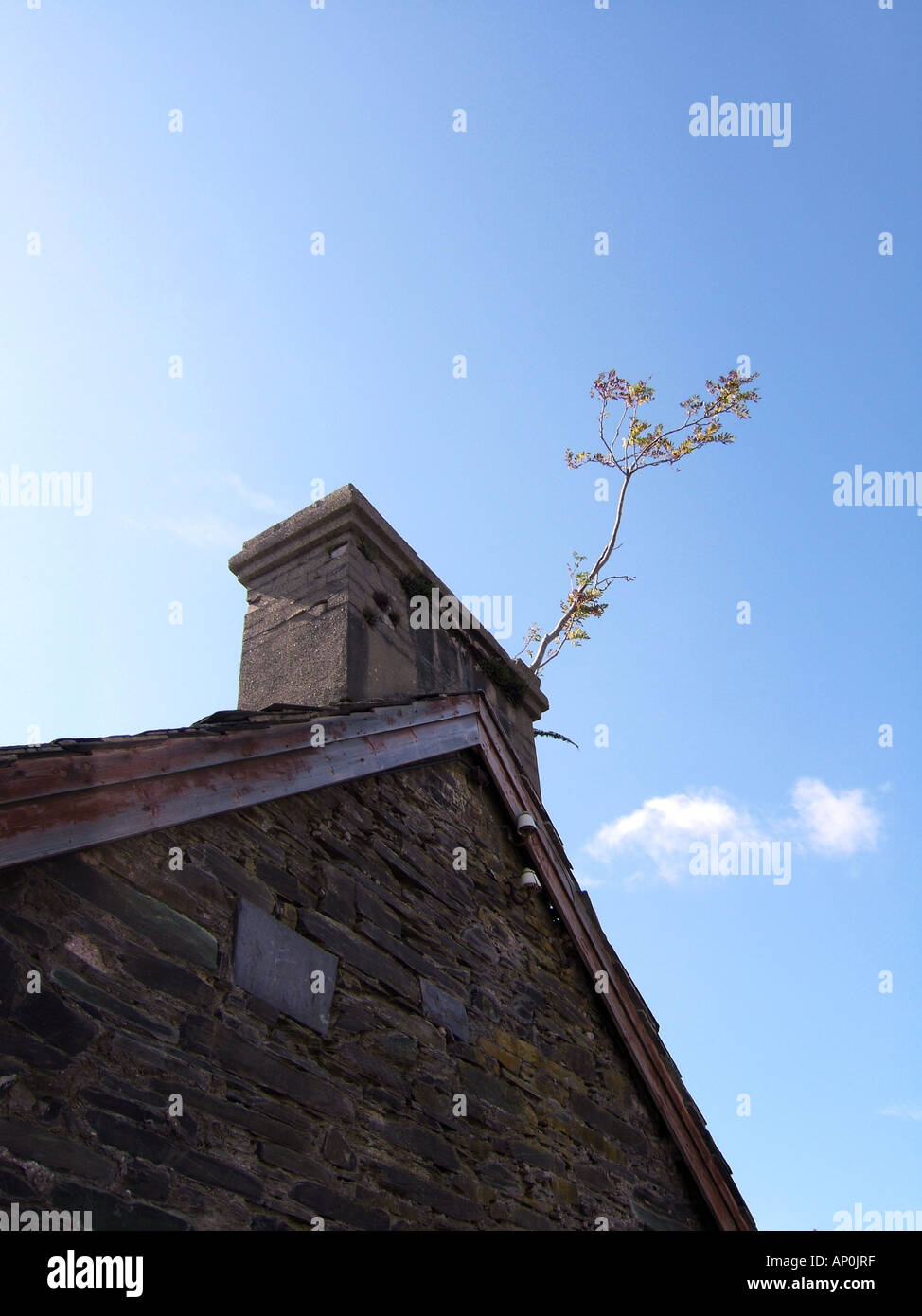 tree growing from chimney in derelict house Stock Photo - Alamy