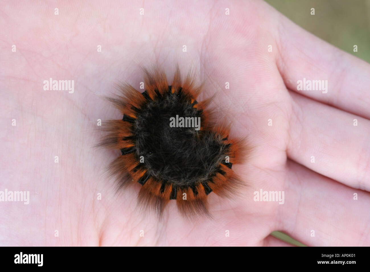 Garden Tiger moth caterpillar in hand Stock Photo - Alamy