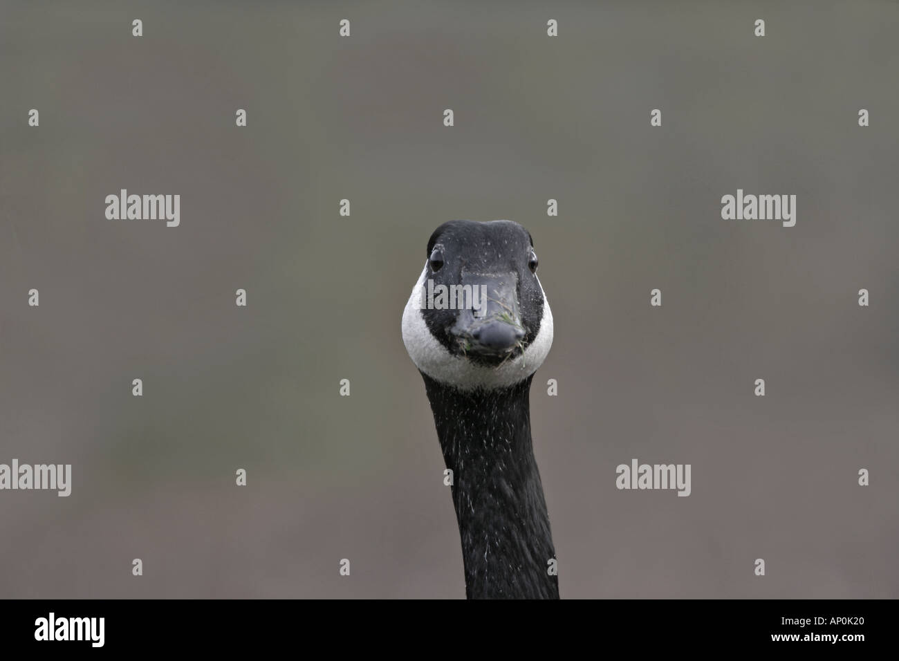 Canada goose staring hi-res stock photography and images - Alamy