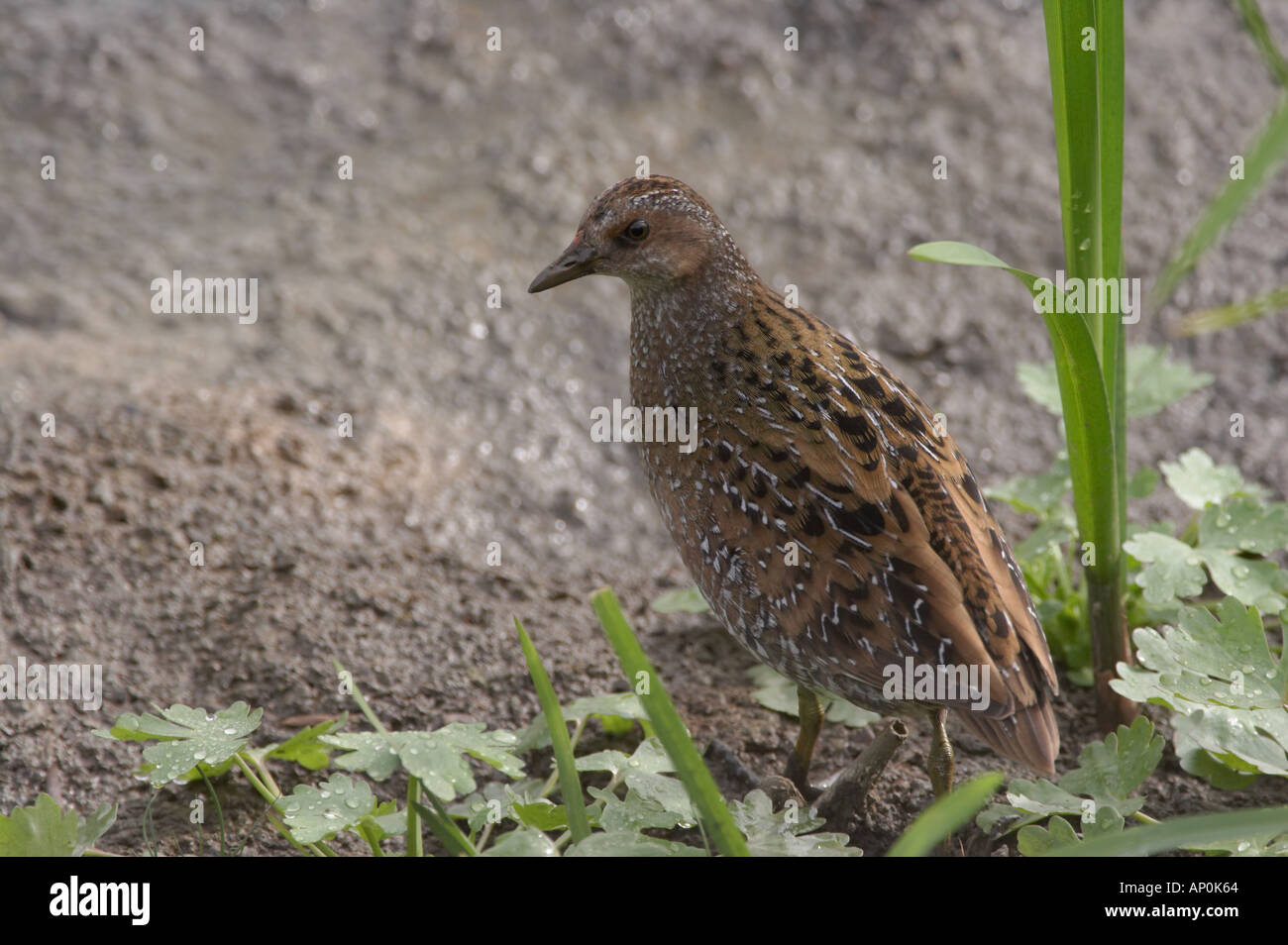 Spotted Crake Porzana porzana Stock Photo - Alamy