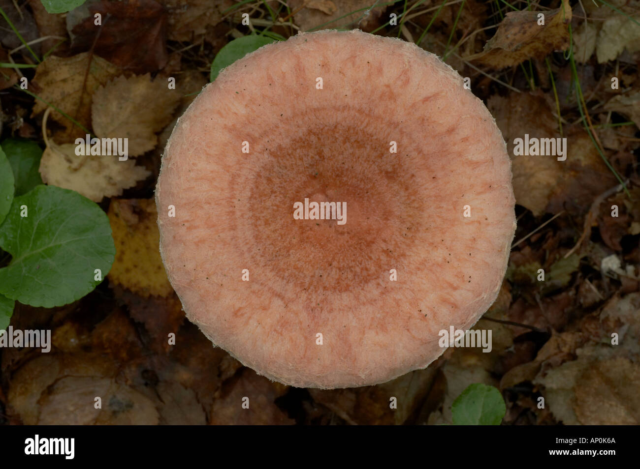 Woolly Milk Cap Lactarius torminosus Stock Photo - Alamy