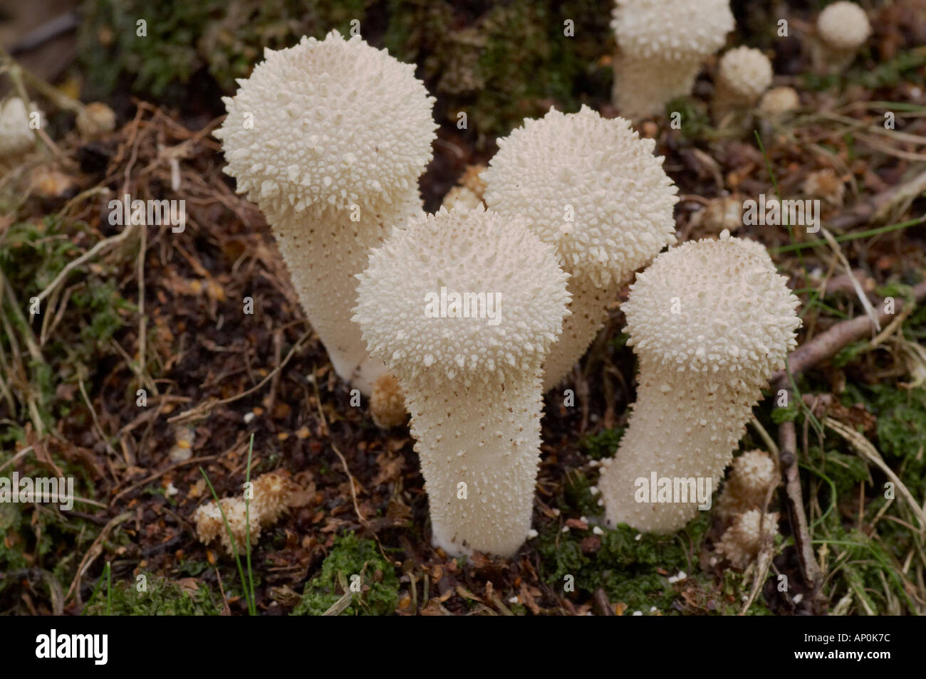 Common Puffball Lycoperdon perlatum Stock Photo - Alamy