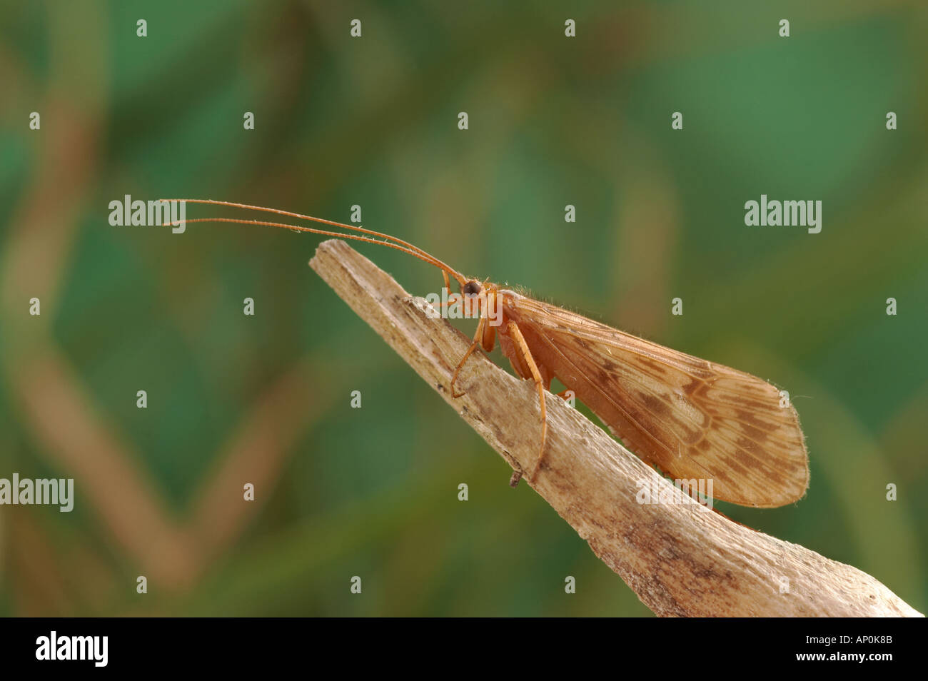 Digitatus hi-res stock photography and images - Alamy