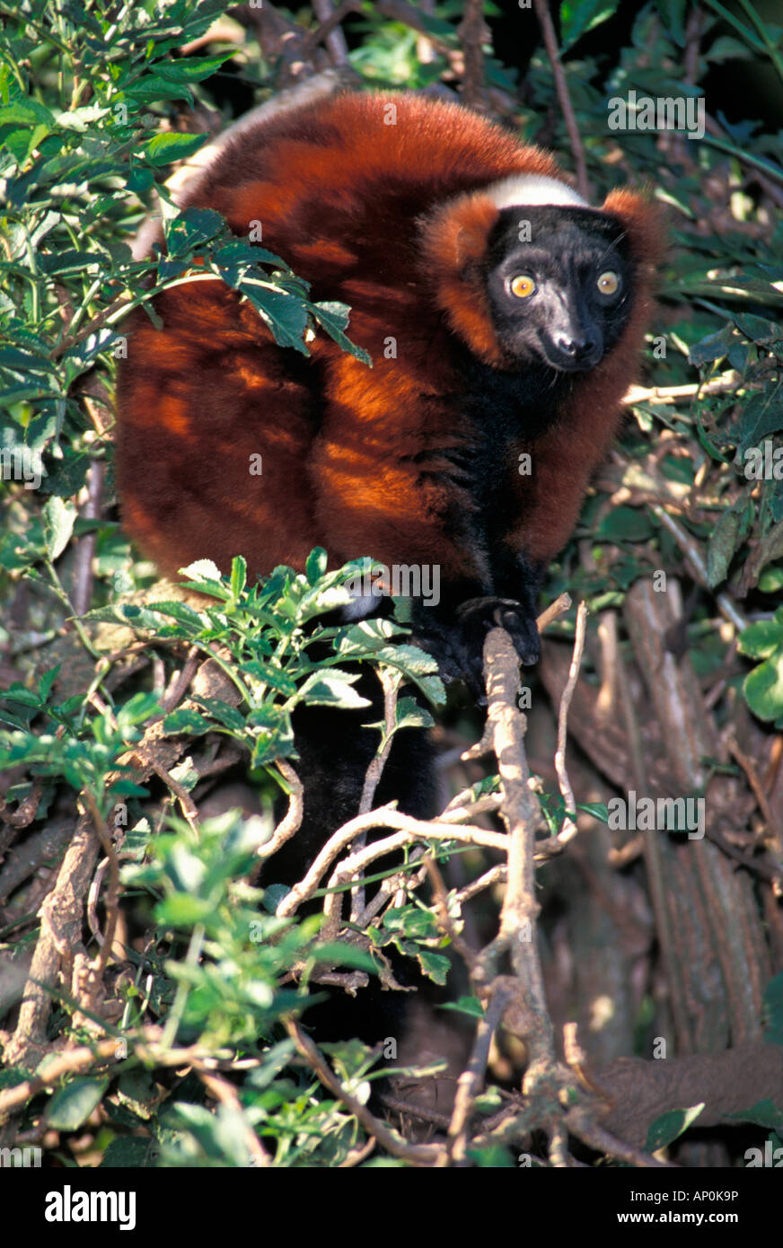 Red Ruffed Lemur Varecia variegata rubra lemur vari rouge rubra ...