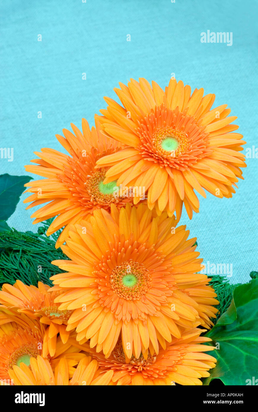 Blue And Orange Gerbera Daisy