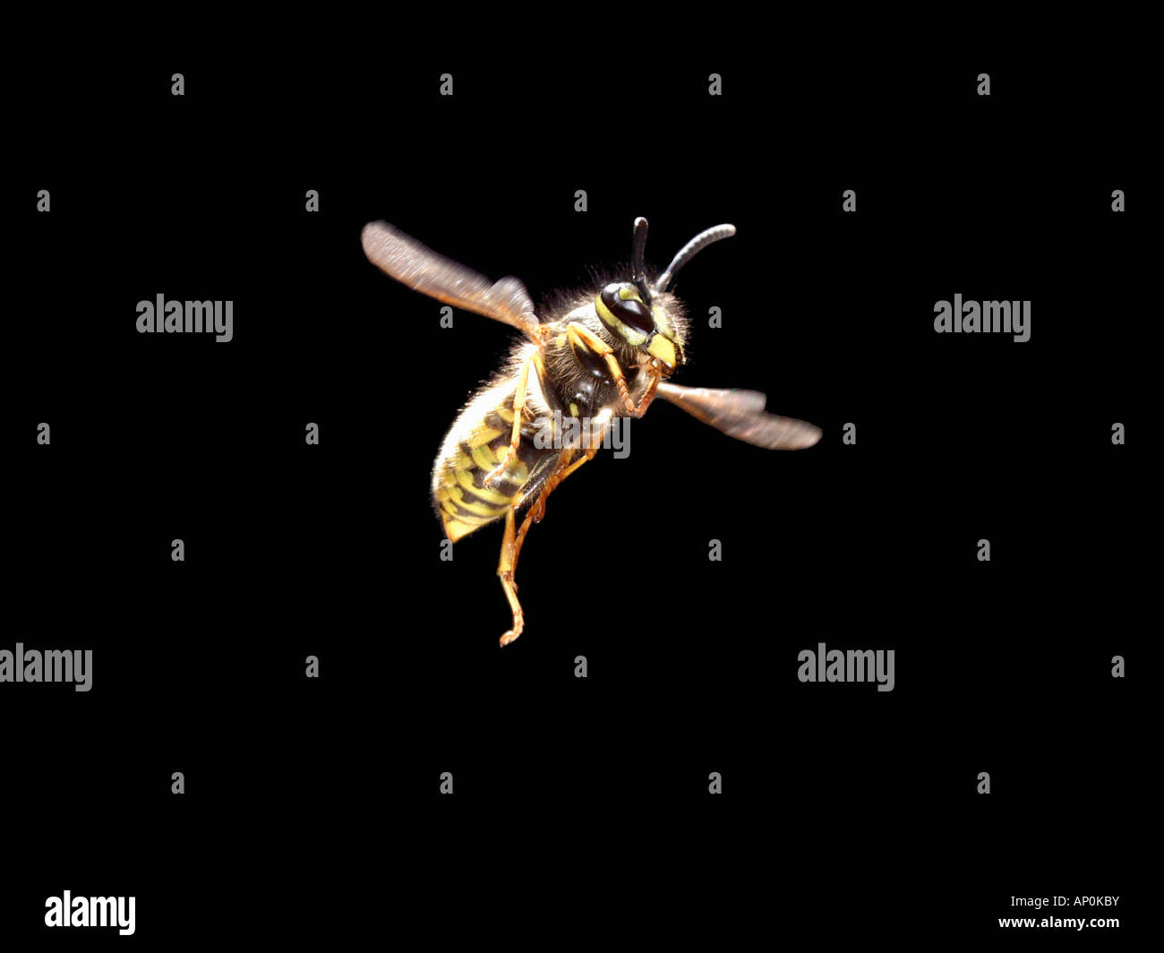 FRELON vespa carbo HORNET ANIMAL INSECTE INSECT LOCOMOTION VOLVOLER FLY ...