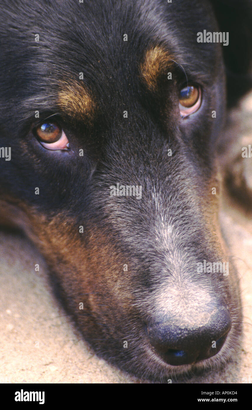 Puppy Dog Eyes Stock Photo - Alamy