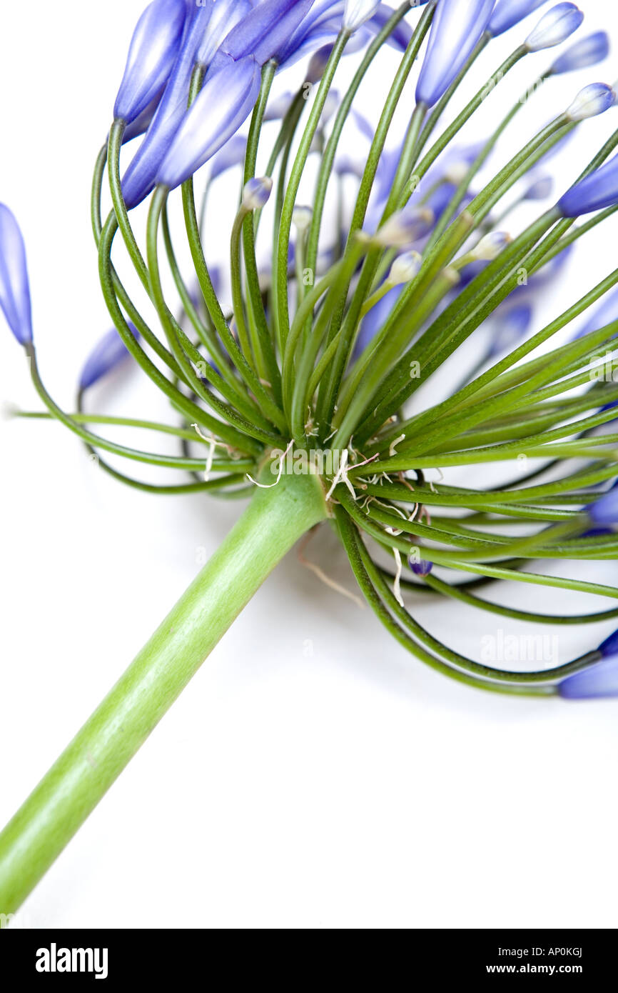 Blue lily hi-res stock photography and images - Alamy