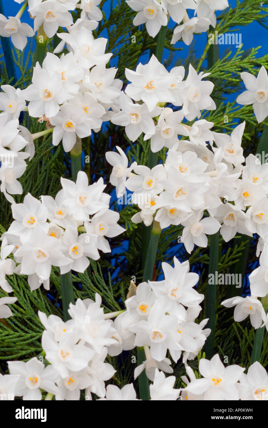 Paperwhites forcing hi-res stock photography and images - Alamy