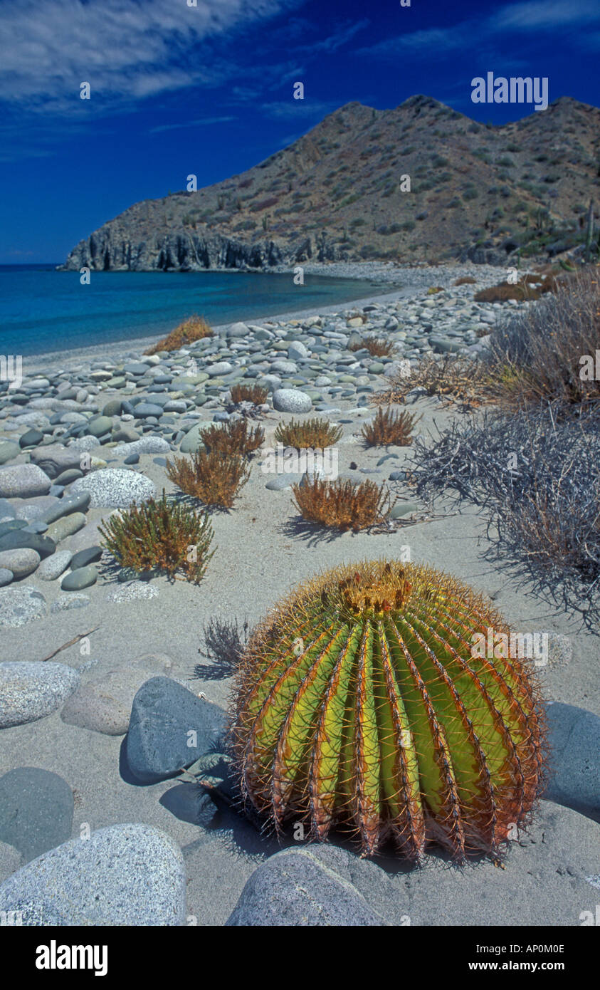 Catcus hi-res stock photography and images - Alamy