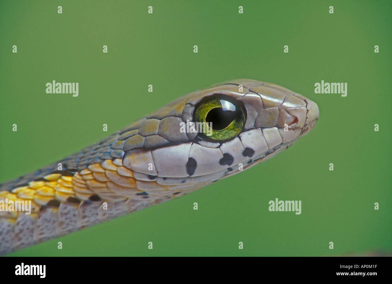 Young boomslang Dispholidus typus South Africa Stock Photo - Alamy
