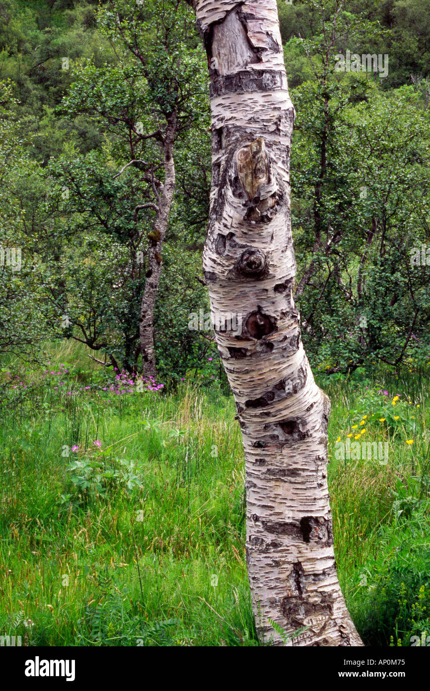 Birch Tree Thorsmork Iceland Stock Photo - Alamy