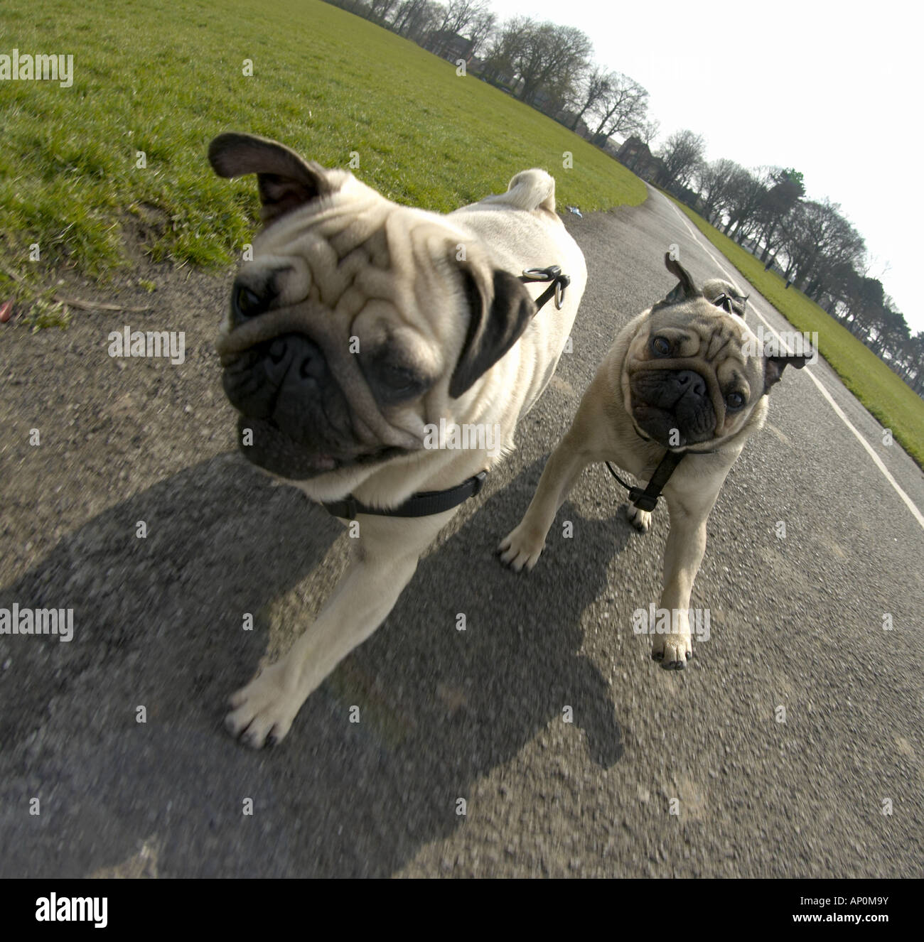 Two pug dogs run across along a path in a park in Preston, England ...