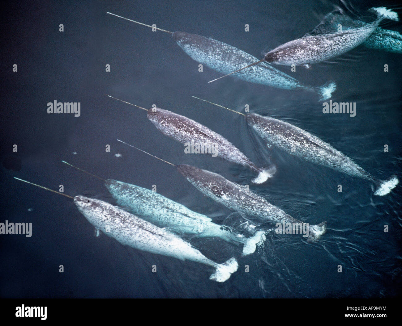 narwal ,aerial view ,aerien,aerial,vue aerienne, Narval monodon ...