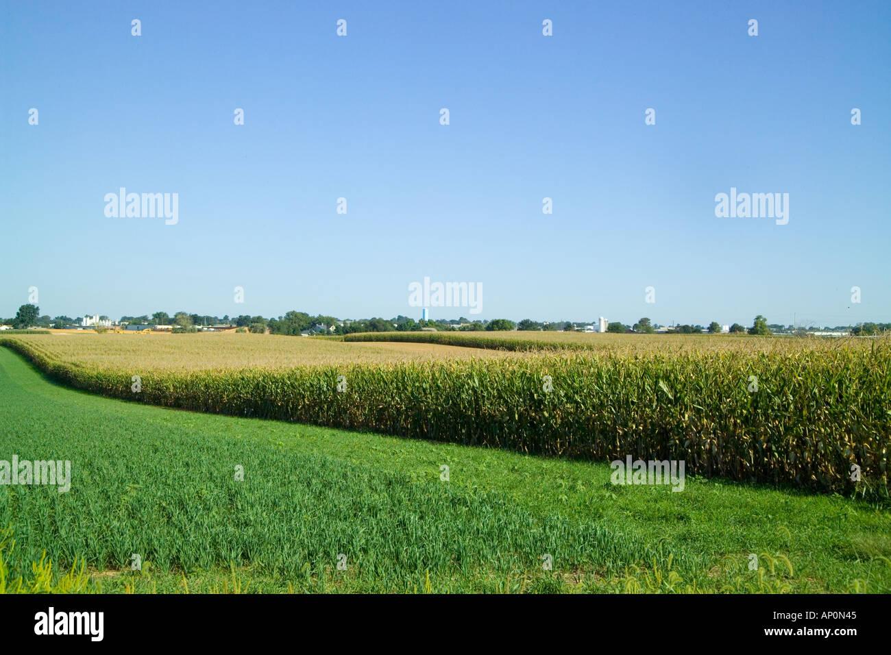 corn fields usa 1 Stock Photo - Alamy