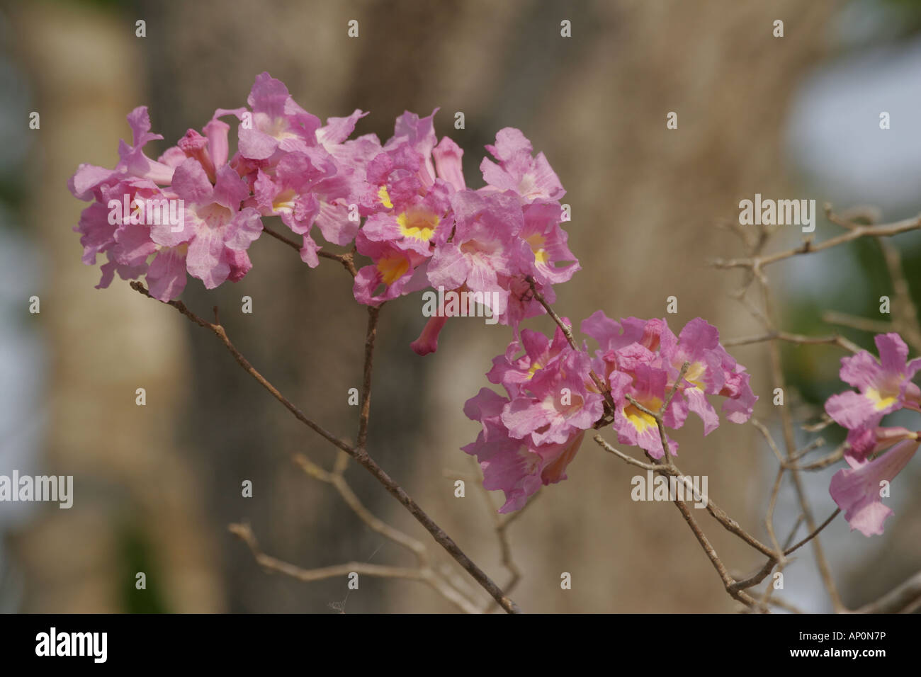 Piuva tree hi-res stock photography and images - Alamy