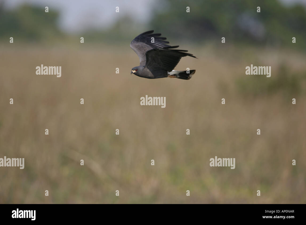 Male Snail kite flying Stock Photo - Alamy