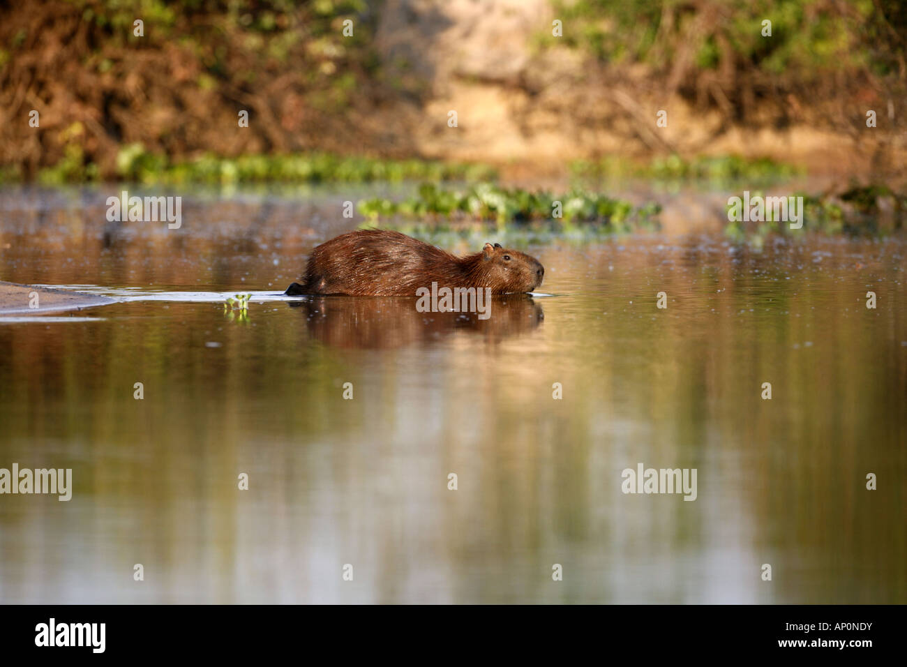Capybara hi-res stock photography and images - Alamy