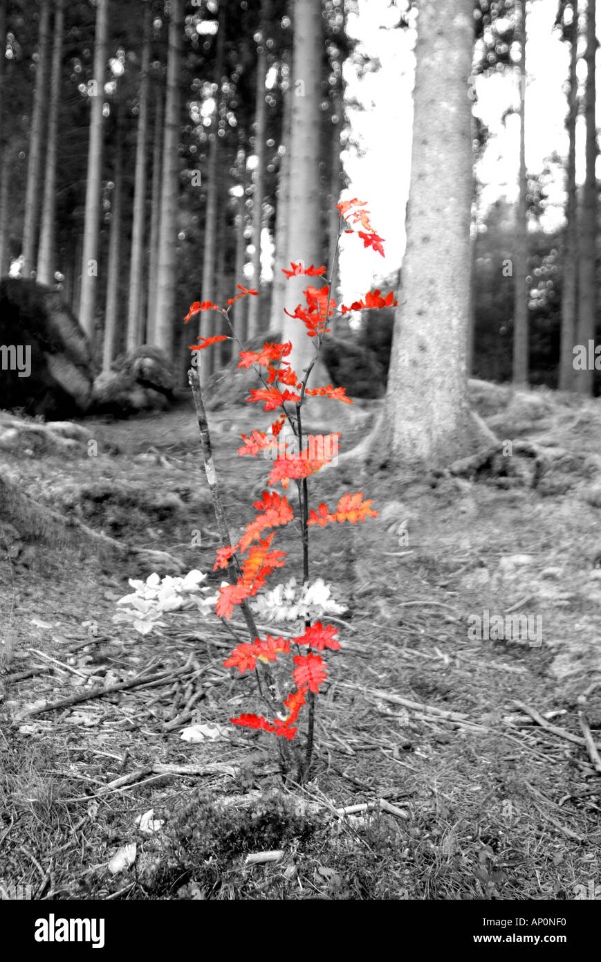 Black and white shoot forest hi-res stock photography and images - Alamy