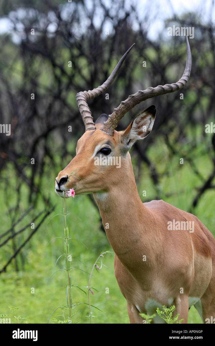 Impala, aepyceros melampus, single adult male standing in long grass ...