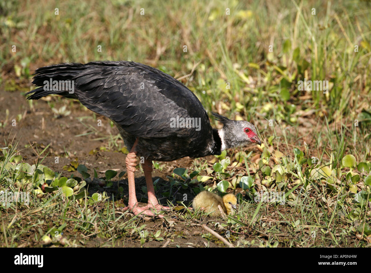 Southern Screamer with chick Stock Photo - Alamy