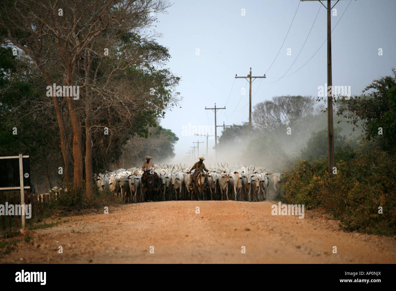 Pantaneiros hi-res stock photography and images - Alamy