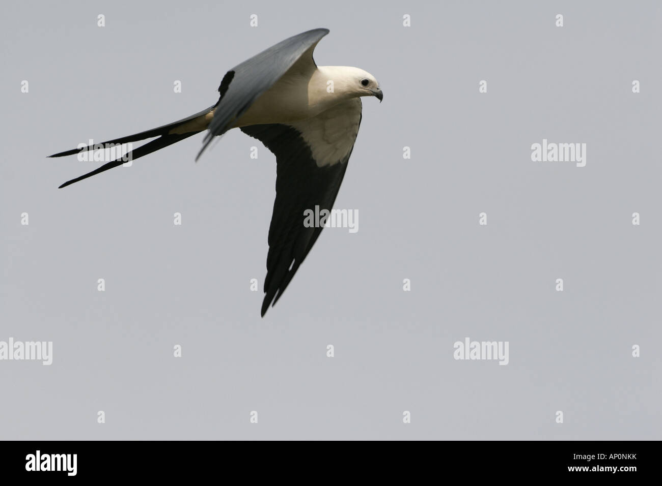 Swallow tailed kite hi-res stock photography and images - Alamy