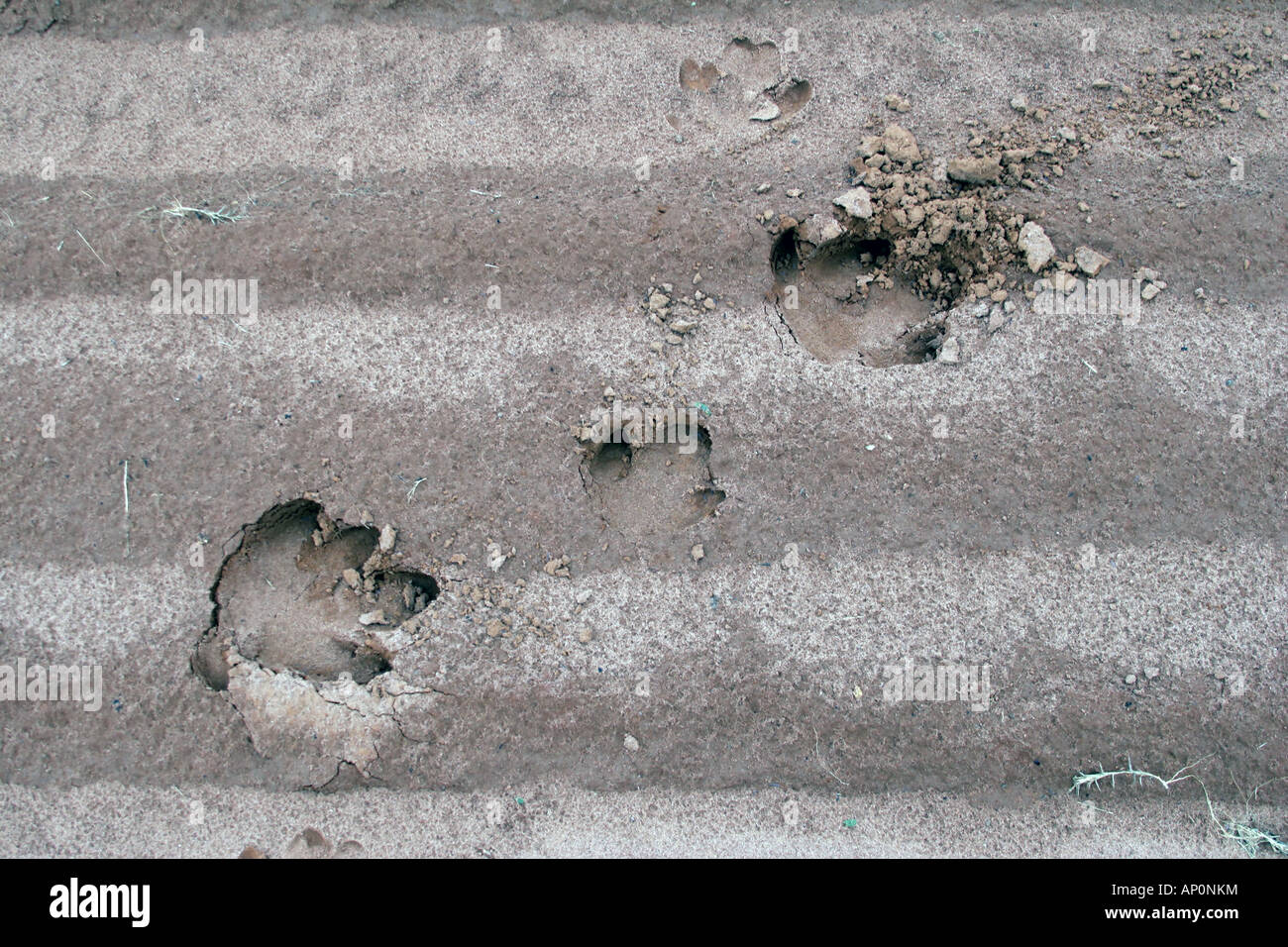 Tapir Footprint High Resolution Stock Photography and Images - Alamy