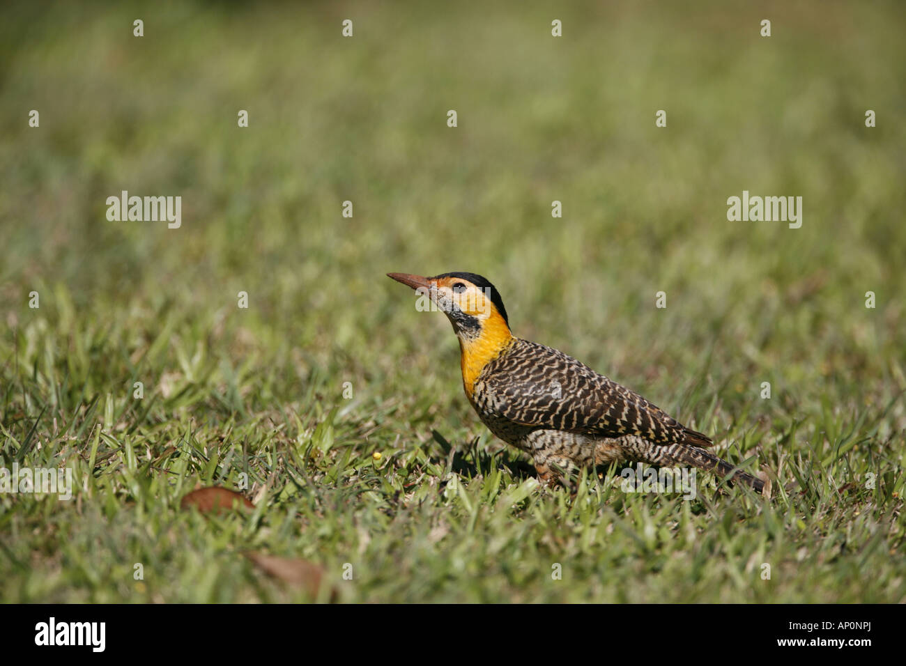 Field Flicker feeding Stock Photo - Alamy
